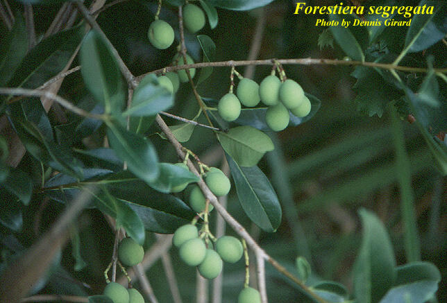 Forestiera segregata
