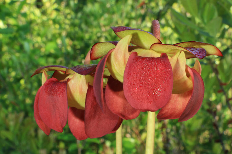 Sarracenia purpurea var. venosa