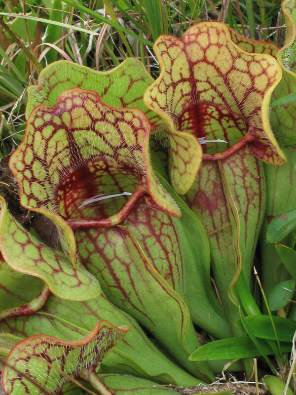 Sarracenia purpurea var. venosa