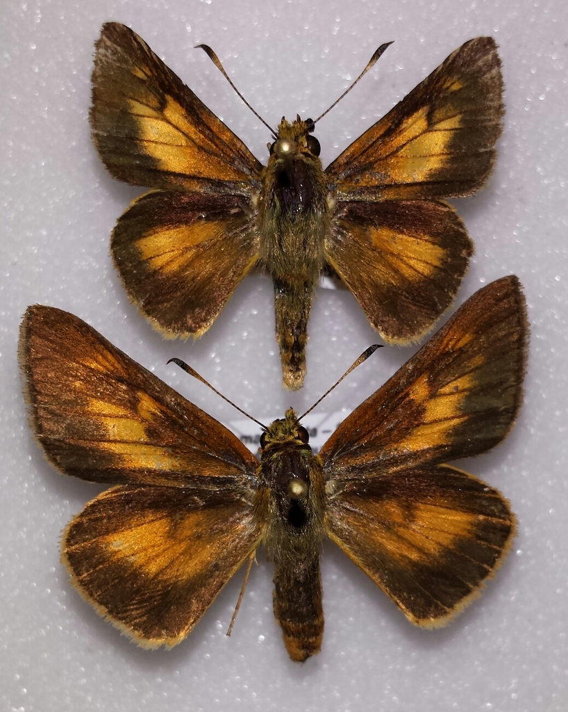 Problema bulenta
