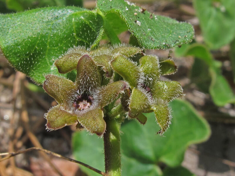Matelea pubiflora