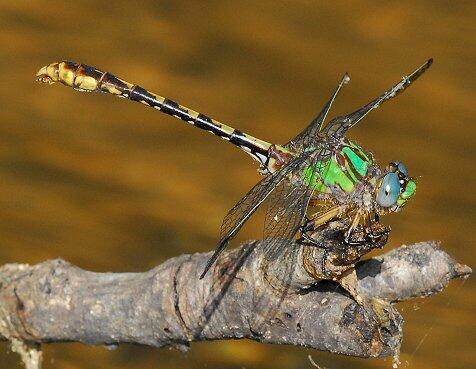 Ophiogomphus incurvatus