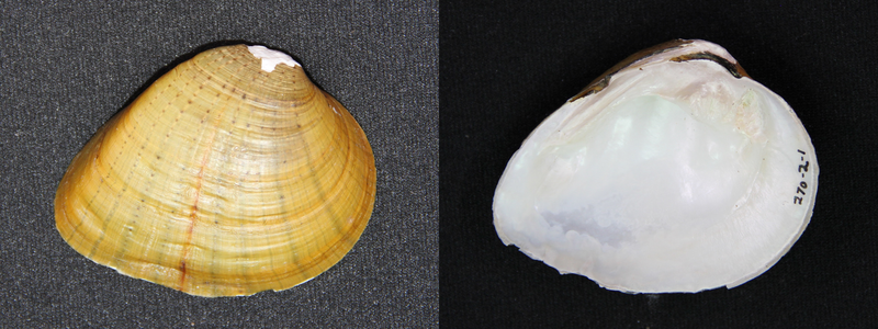 Ellipsaria lineolata