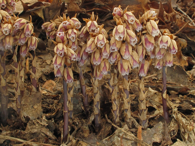 Monotropsis odorata