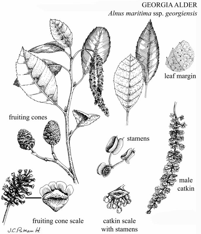 Alnus maritima ssp. georgiensis