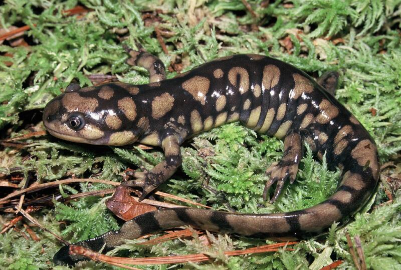 Ambystoma Tigrinum