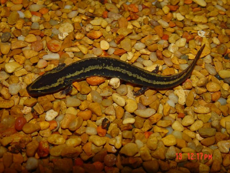 Necturus maculosus