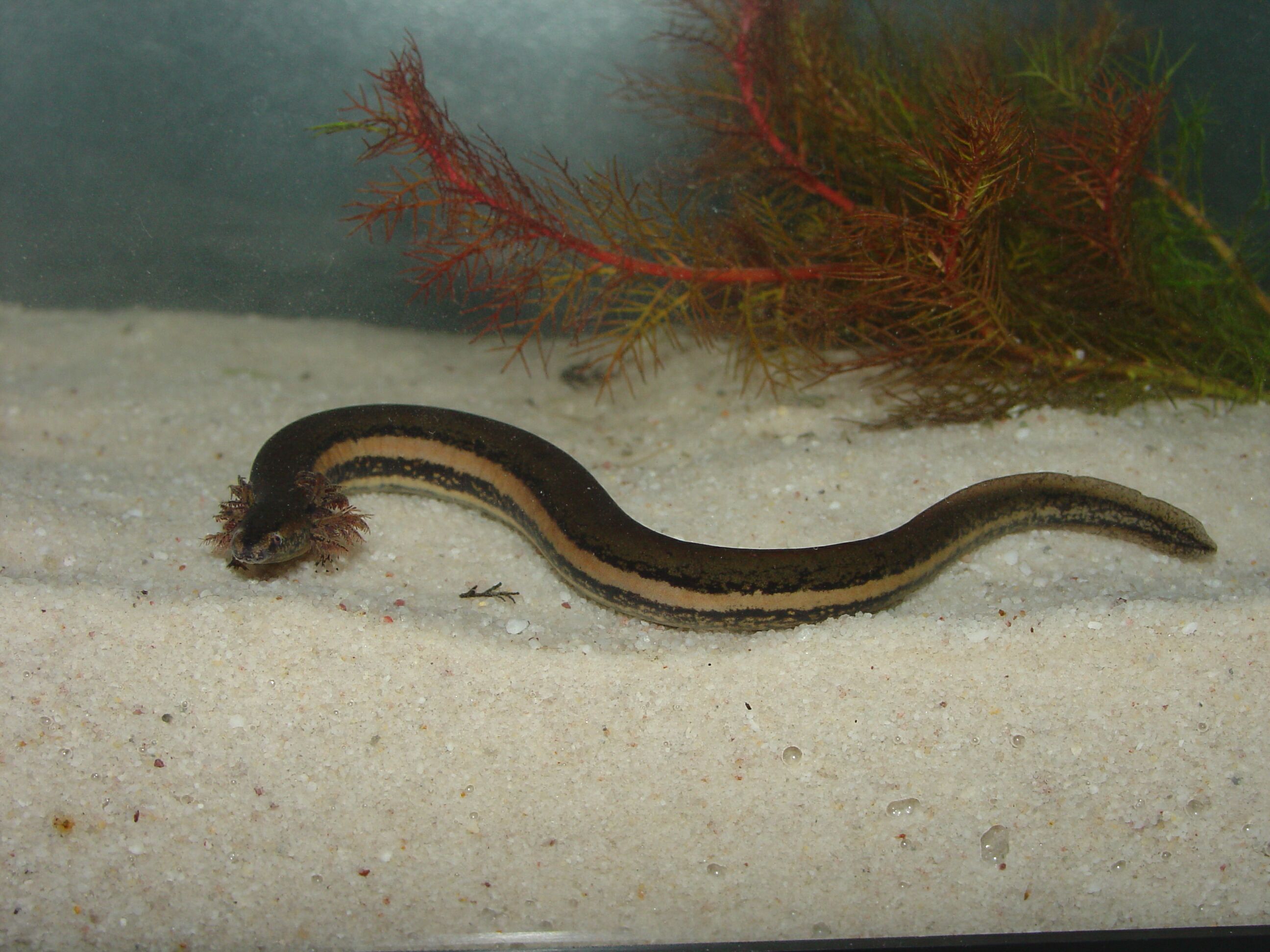 Pseudobranchus striatus