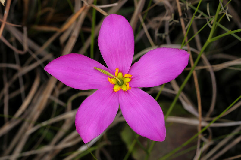 Sabatia grandiflora