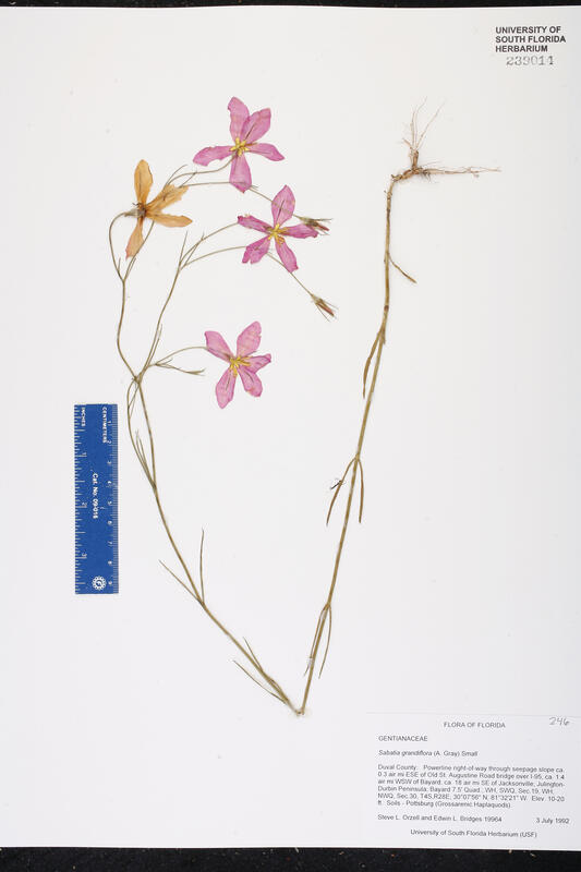 Sabatia grandiflora