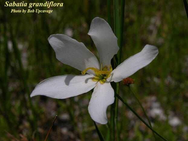 Sabatia grandiflora