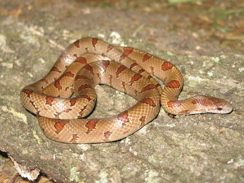 Lampropeltis rhombomaculata