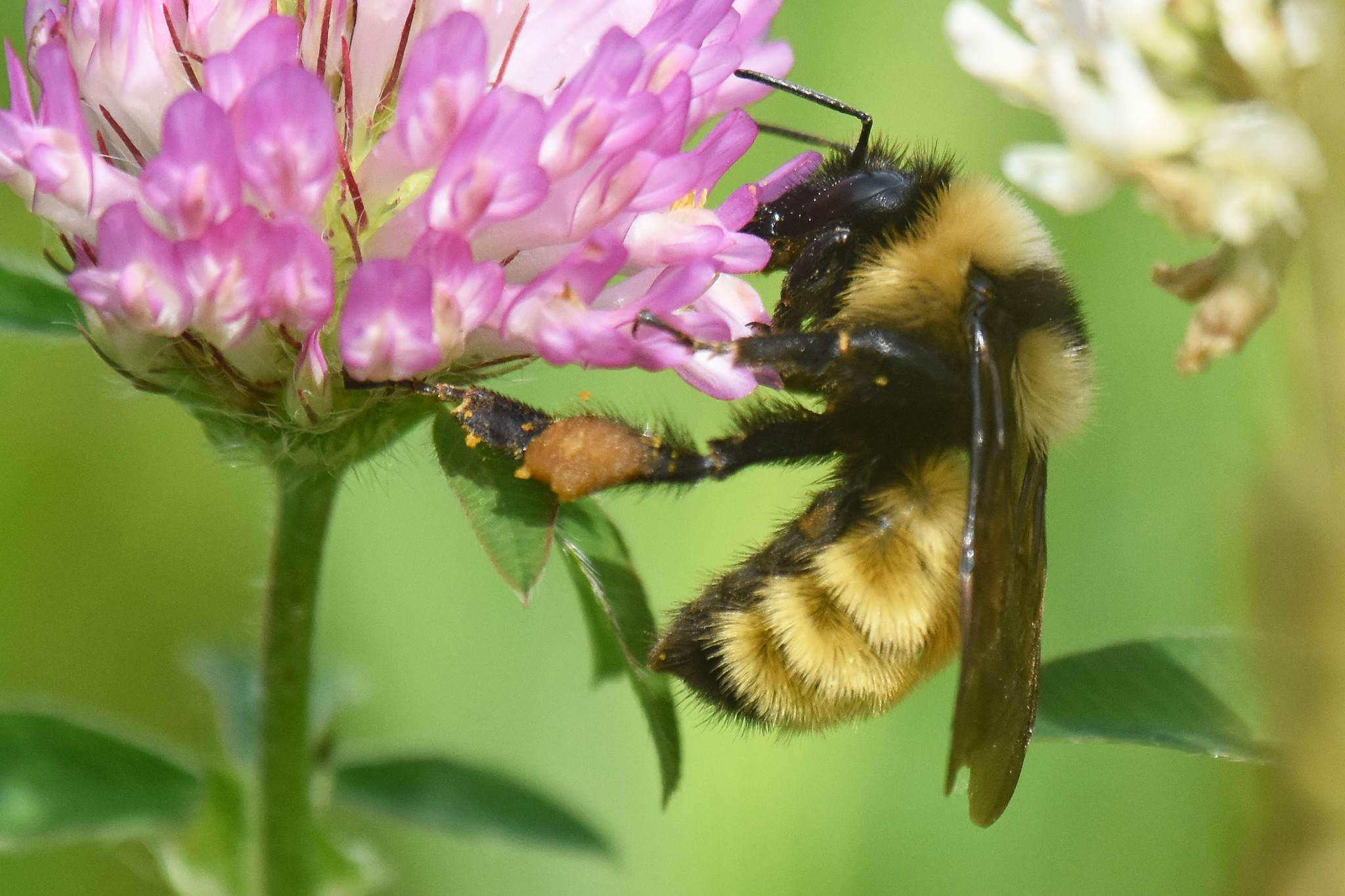 Bombus fervidus