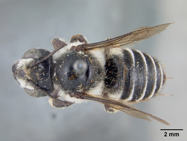 Megachile ingenua