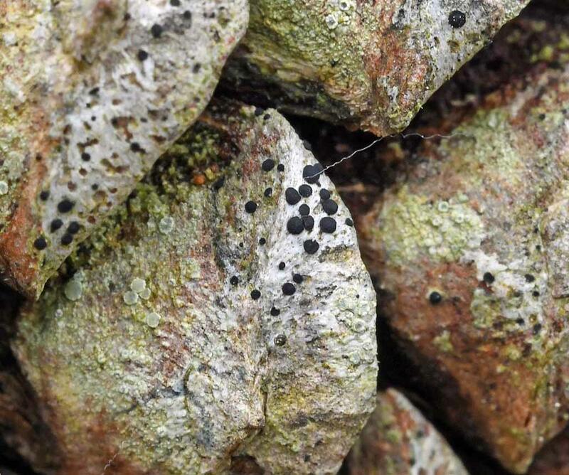 Amandinea punctata