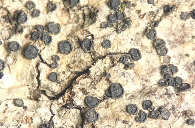 Bactrospora brevispora