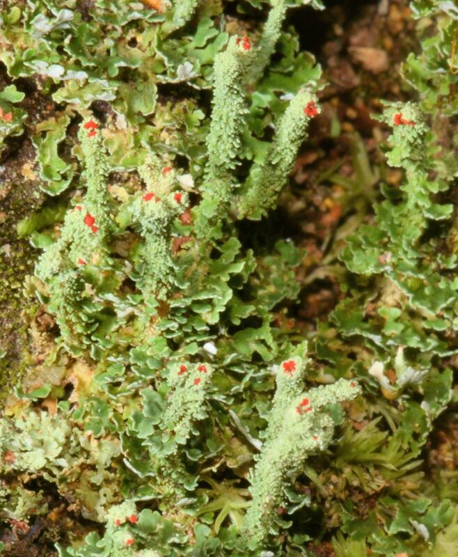 Cladonia didyma