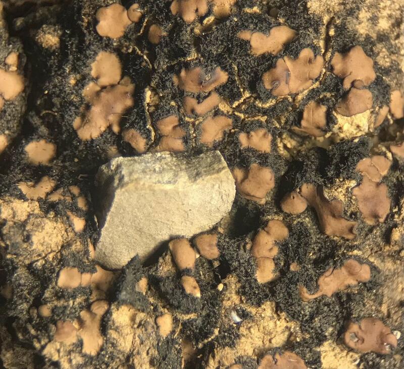 Clavascidium lacinulatum