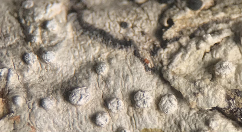 Lepra multipunctoides