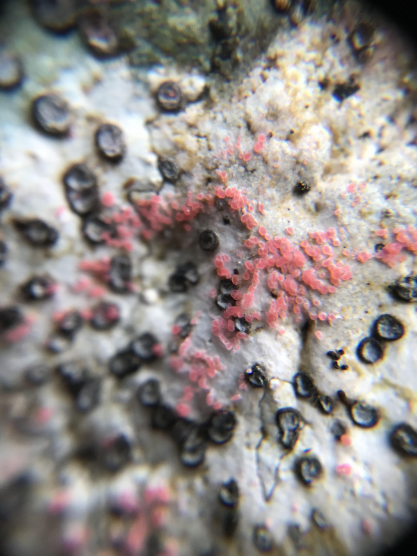 Marchandiomyces corallinus