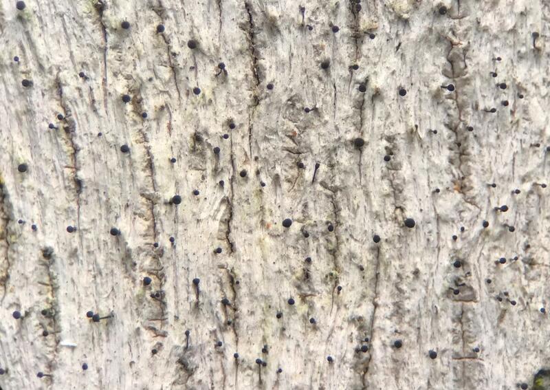 Mycocalicium subtile