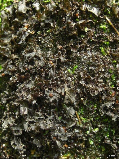 Peltigera hydrothyria