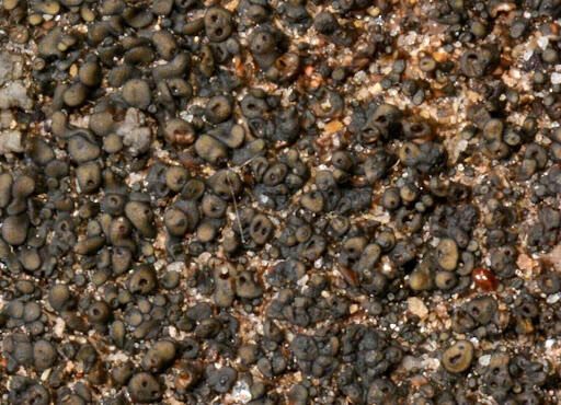 Peltula cylindrica