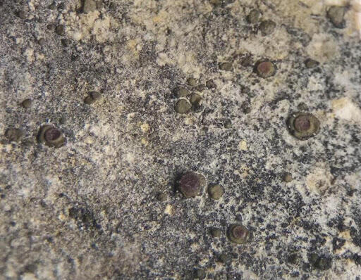 Peltula obscurans var. hassei