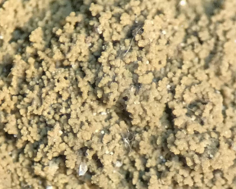 Phyllopsora confusa