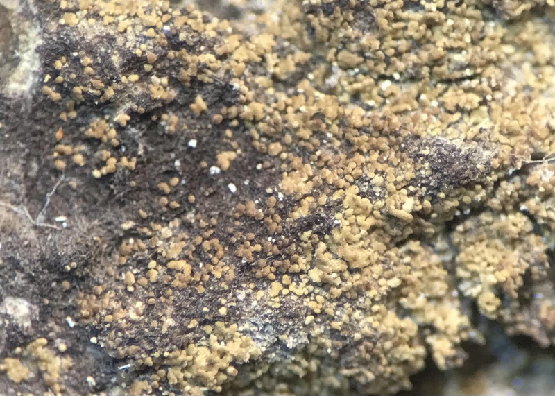 Phyllopsora halei