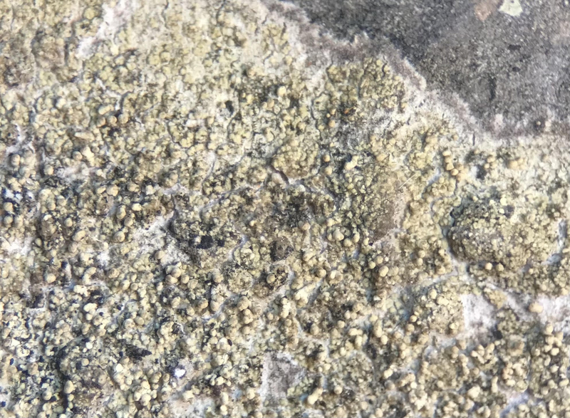 Phyllopsora kalbii