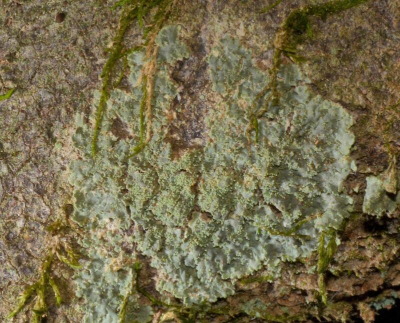 Phyllopsora parvifolia