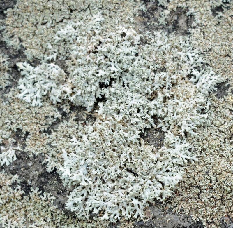 Physcia thomsoniana