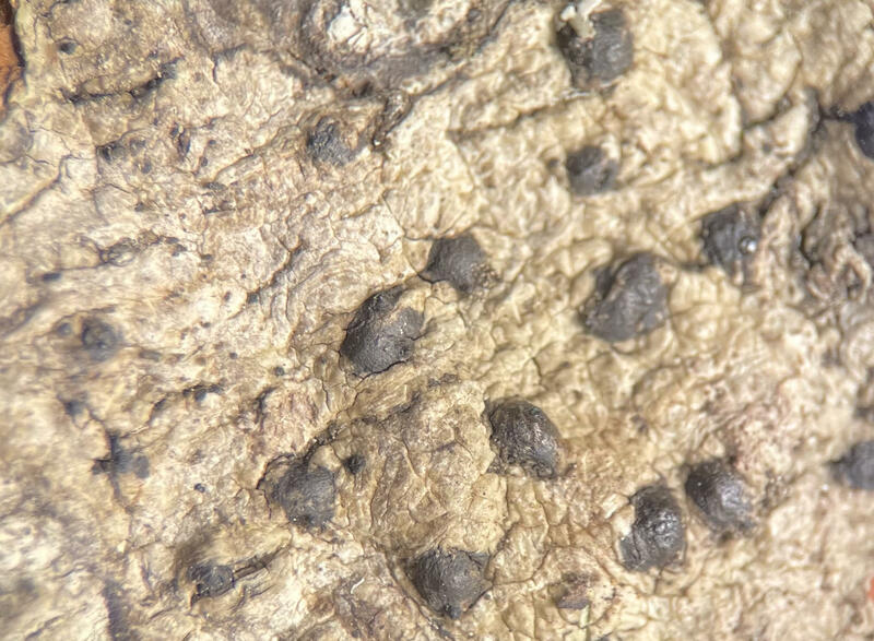 Pyrenula cuyabensis