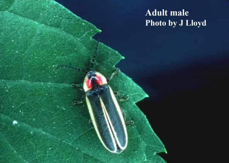Photinus acuminatus