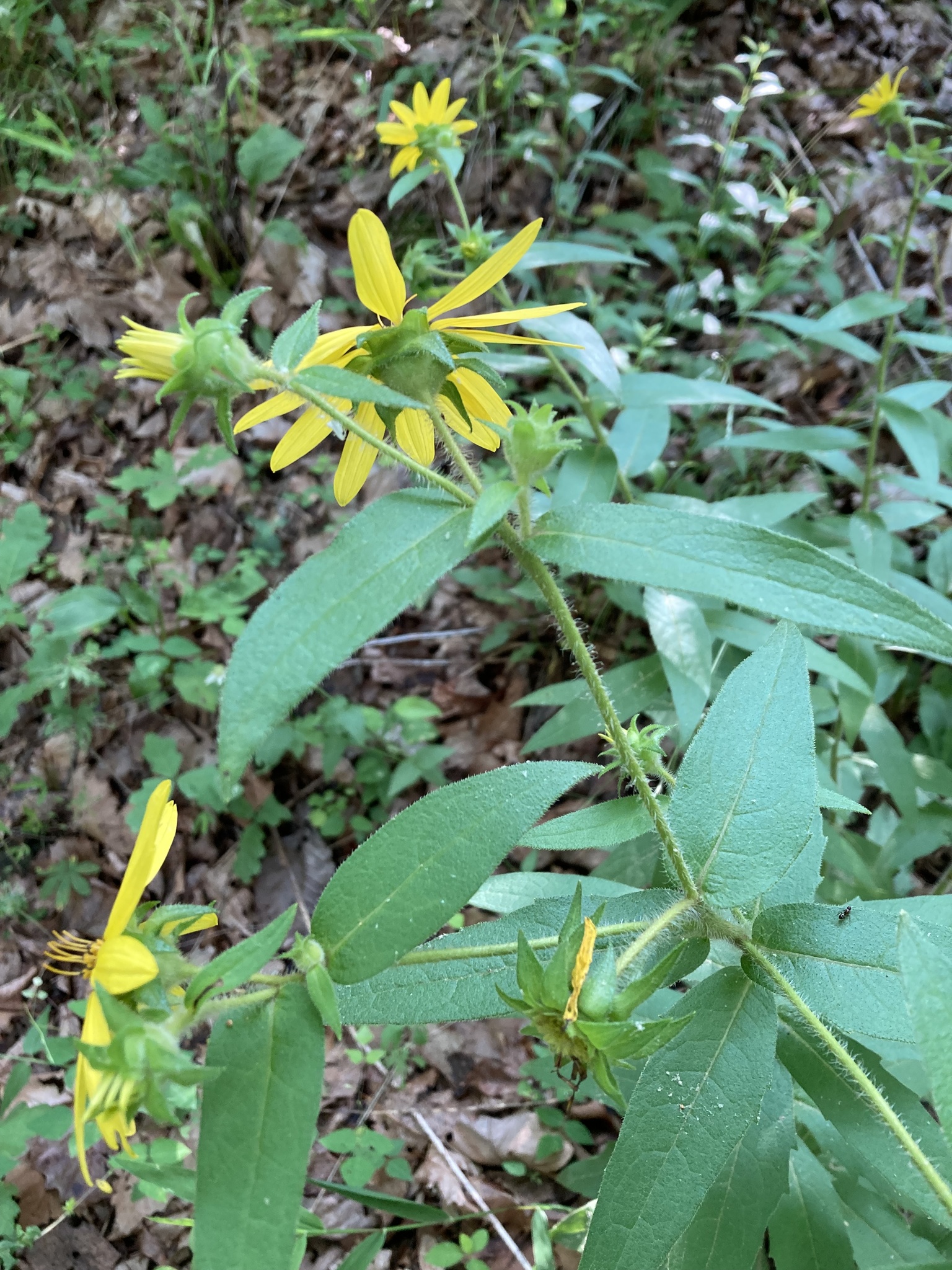 Silphium asperrimum